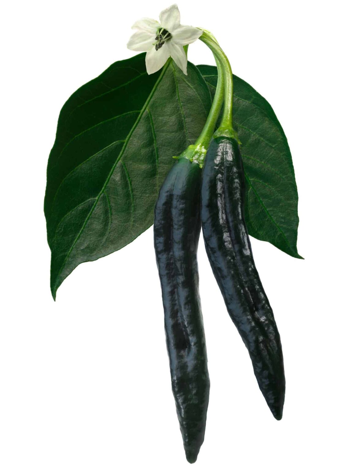 Chile Pasilla: About The Delicious "Little Raisin" Pepper + 7 Step ...