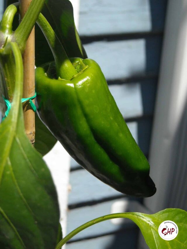 Poblano Peppers: Scoville, Cooking, & Growing + 3 Easy Ways To Roast ...