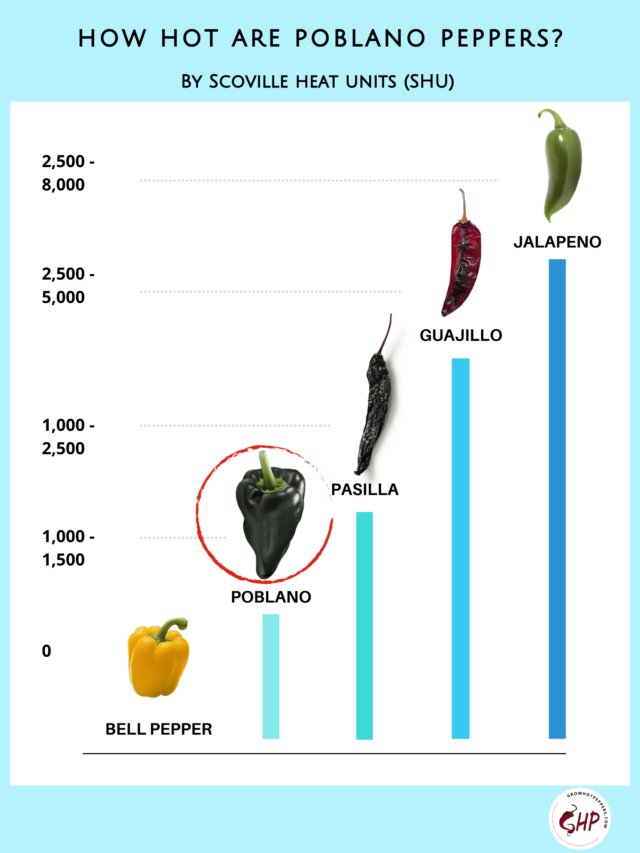 Poblano Peppers: Scoville, Cooking, & Growing + 3 Easy Ways To Roast Poblanos - Grow Hot Peppers