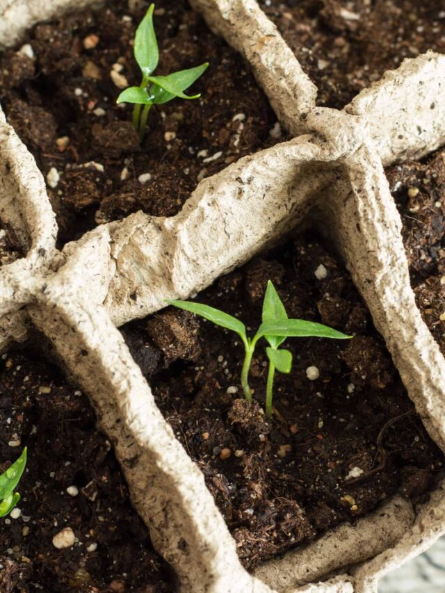How To Care For Pepper Seedlings After Seeds Sprout (2025) - Grow Hot ...