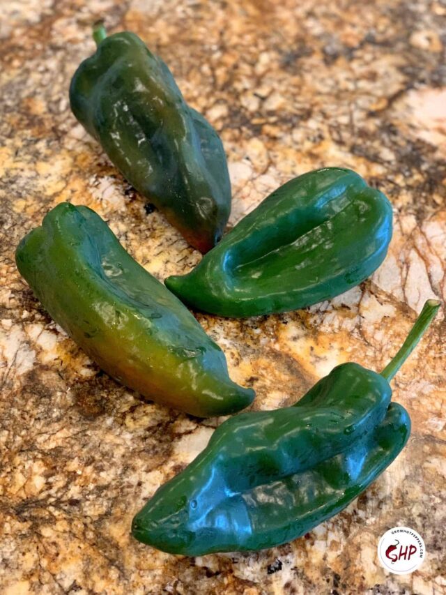 Poblano Peppers: Scoville, Cooking, & Growing + 3 Easy Ways To Roast ...