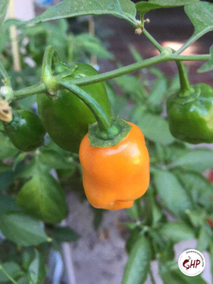 How To Grow Habanero Pepper Plants In Pots: 3 Best Options Explained - Grow Hot Peppers