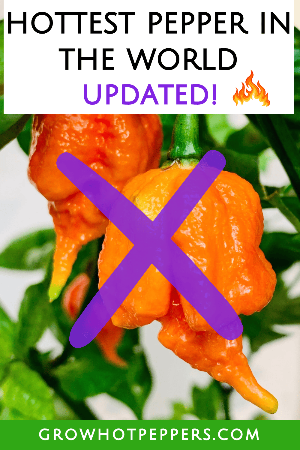 Top 10 Hottest Peppers List (2025) Ranked By Scoville - Grow Hot Peppers
