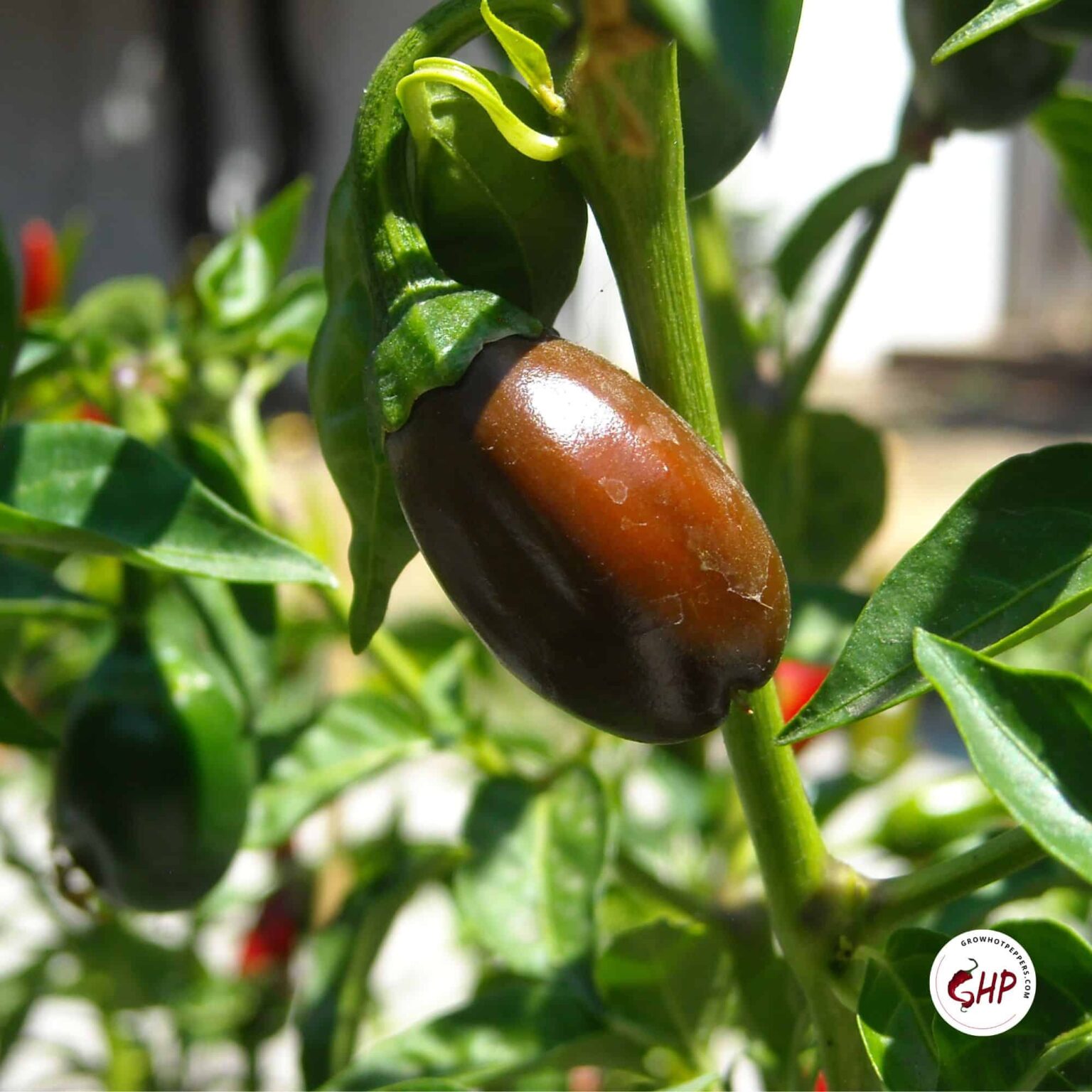 23 Mexican Chiles You're Definitely Going To Want To Eat (and Grow ...