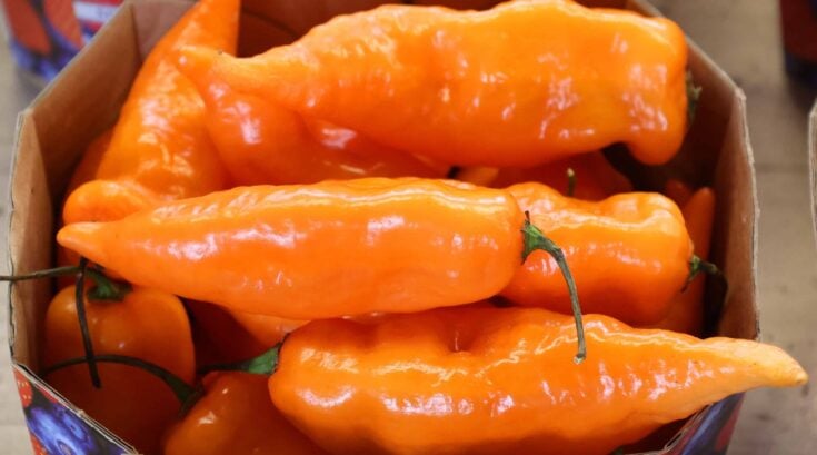 23 Mexican Chiles You're Definitely Going To Want To Eat (and Grow ...
