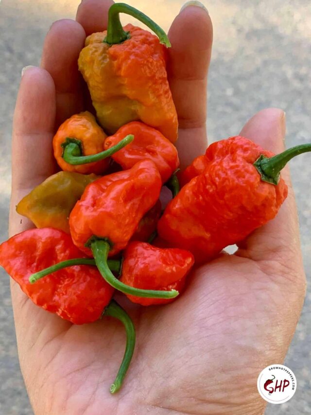 When To Pick Peppers (& How) + Best Tips For 12 Different Varieties ...